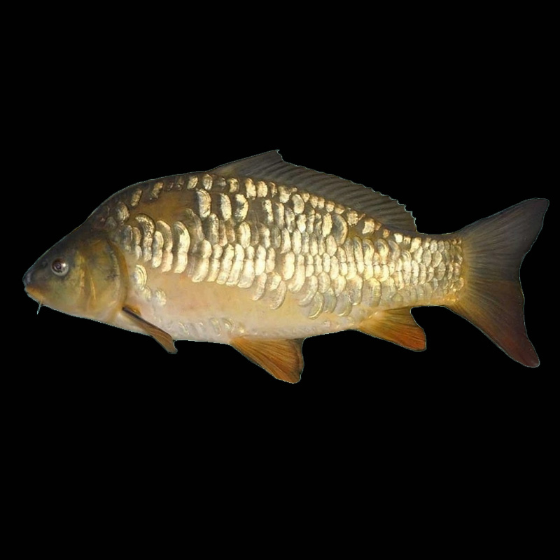 Cold Water Fish - The Aquarium People