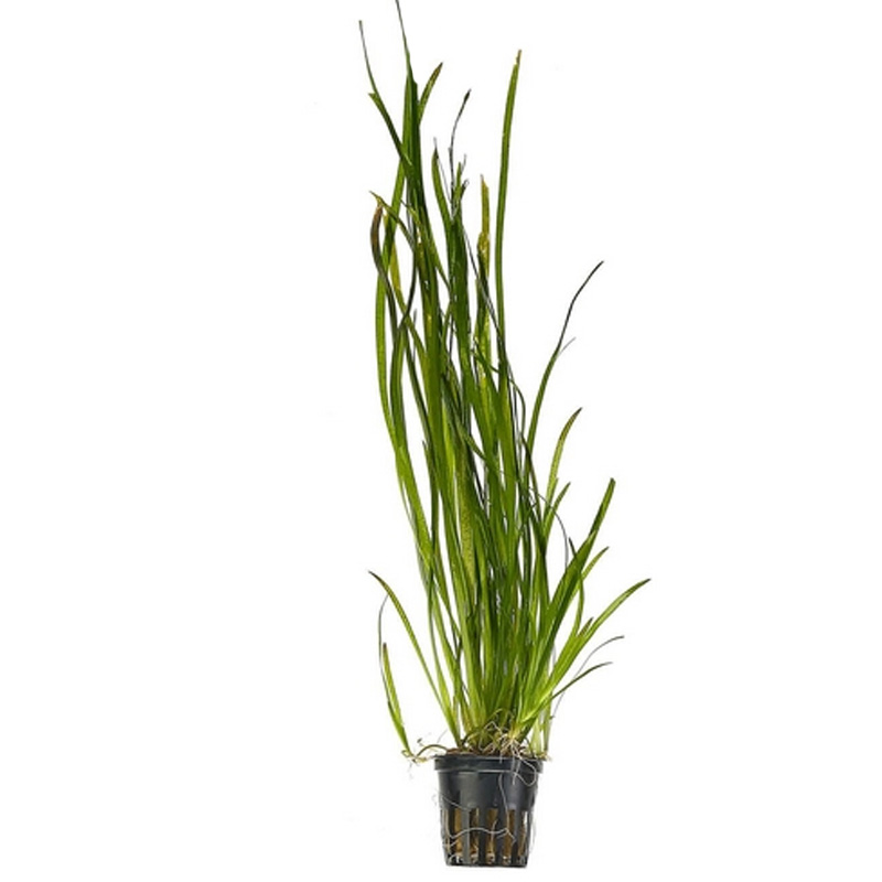 Vallisneria Spiralis - The Aquarium People